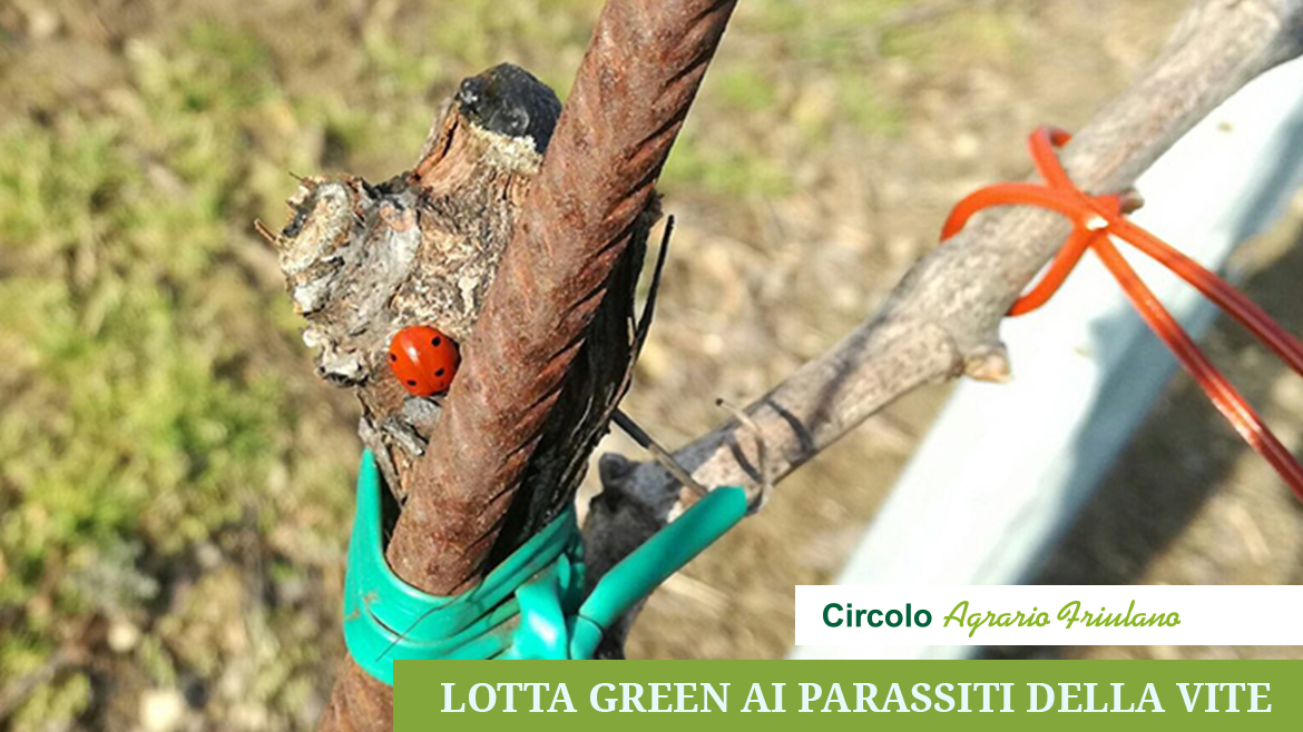 Lotta “green” ai parassiti della vite – Circolo Agrario Friulano Lotta “green” ai parassiti della vite – Circolo Agrario Friulano